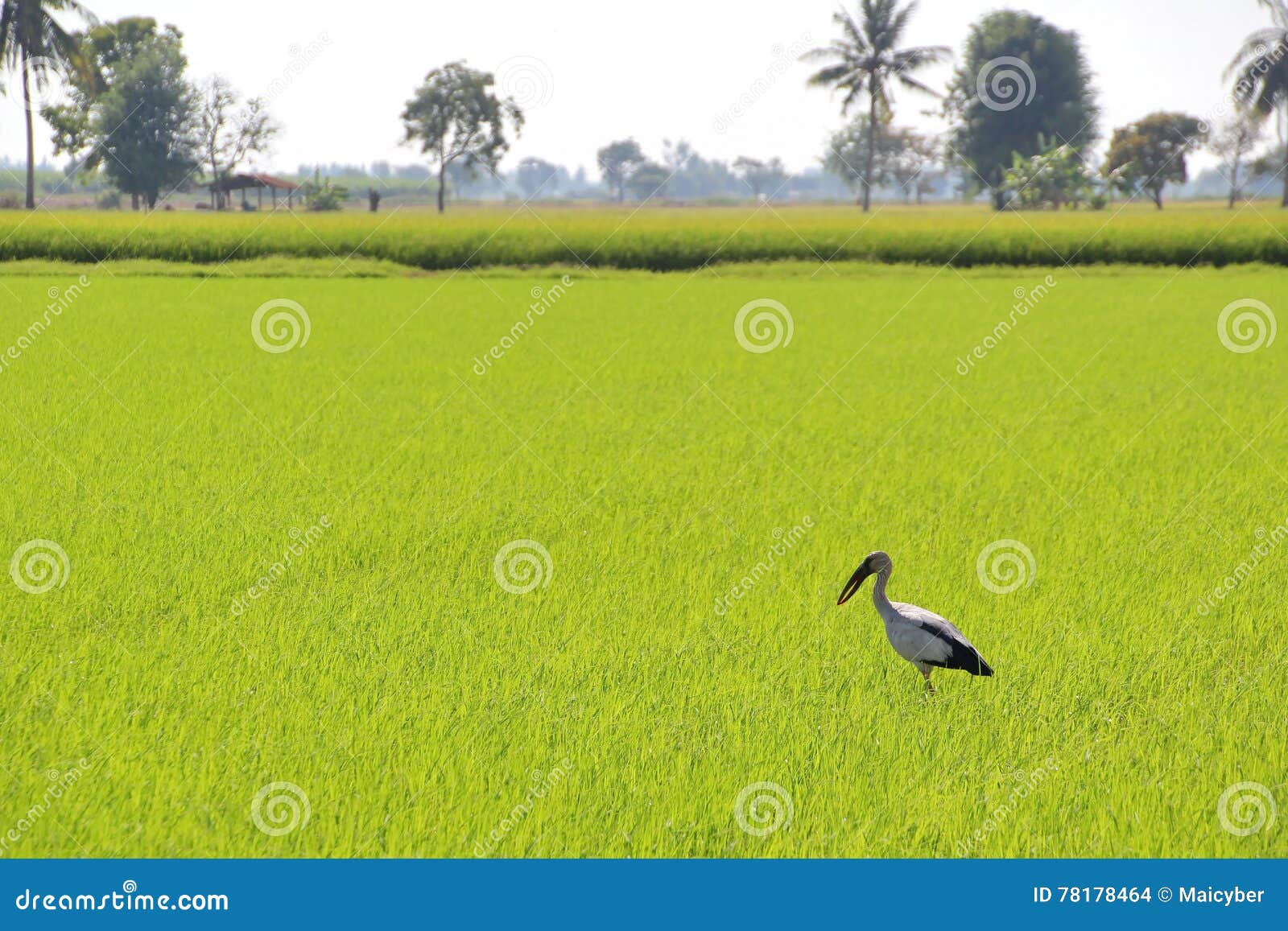 Rice Field and Open-billed Stork Bird Stock Photo - Image of farm, food ...