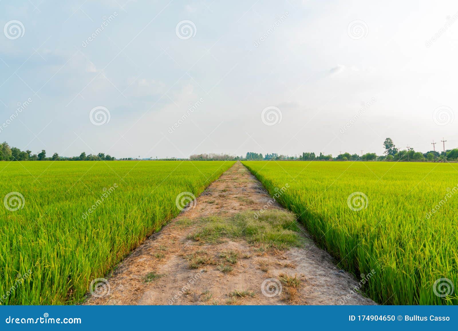 Rice Field Organic Farming of Nature Stock Photo - Image of food, lawn ...