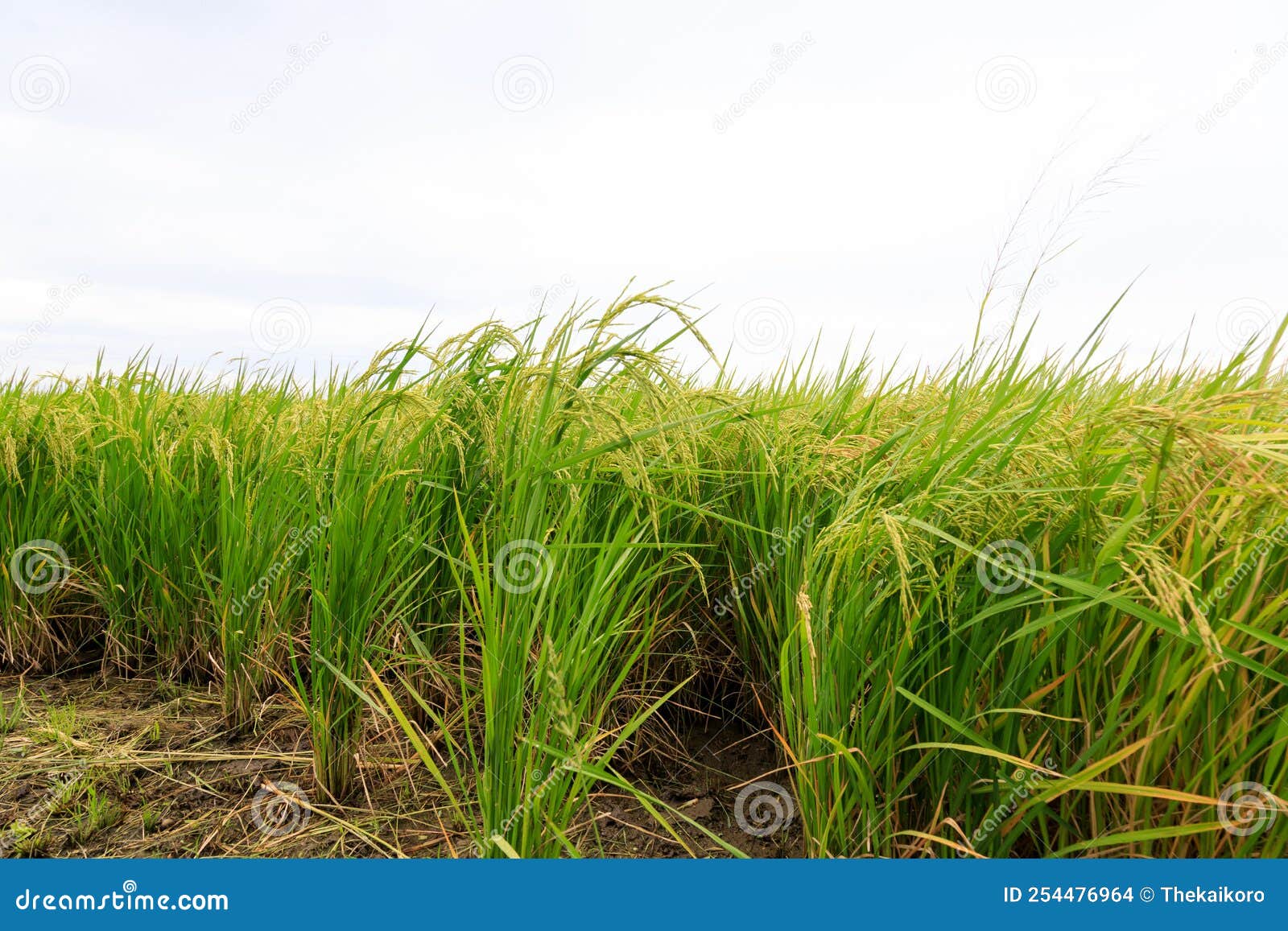 Rice Field Organic and Natural Concept Stock Photo - Image of leaf ...