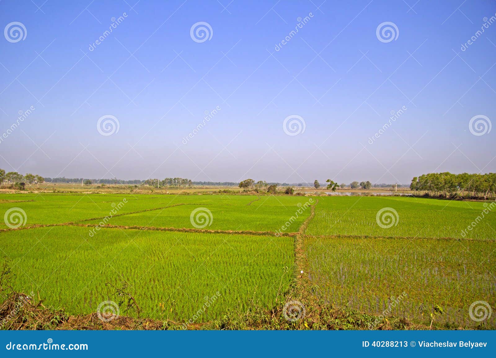 Rice field stock image. Image of grass, village, rural - 40288213