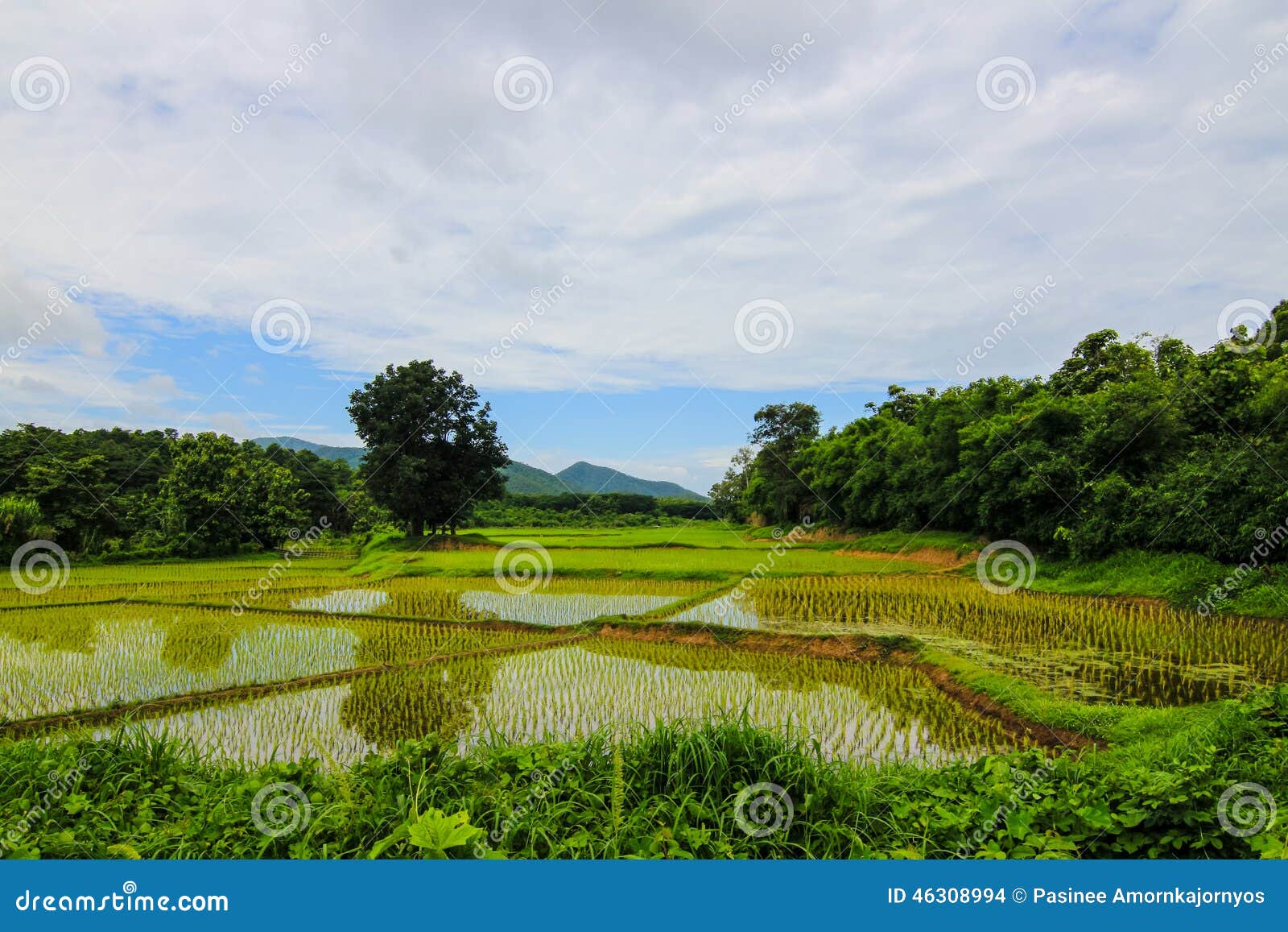Rice Field Over the Mountain Range Stock Photo - Image of growth ...