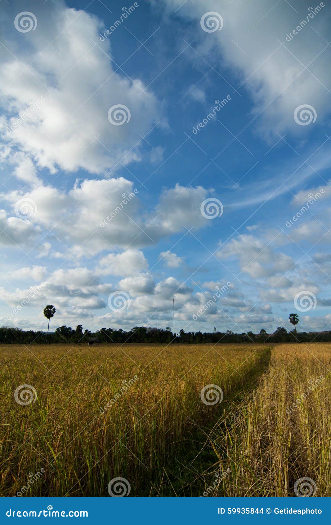Rice field, sky and clouds stock photo. Image of farmland - 59935844