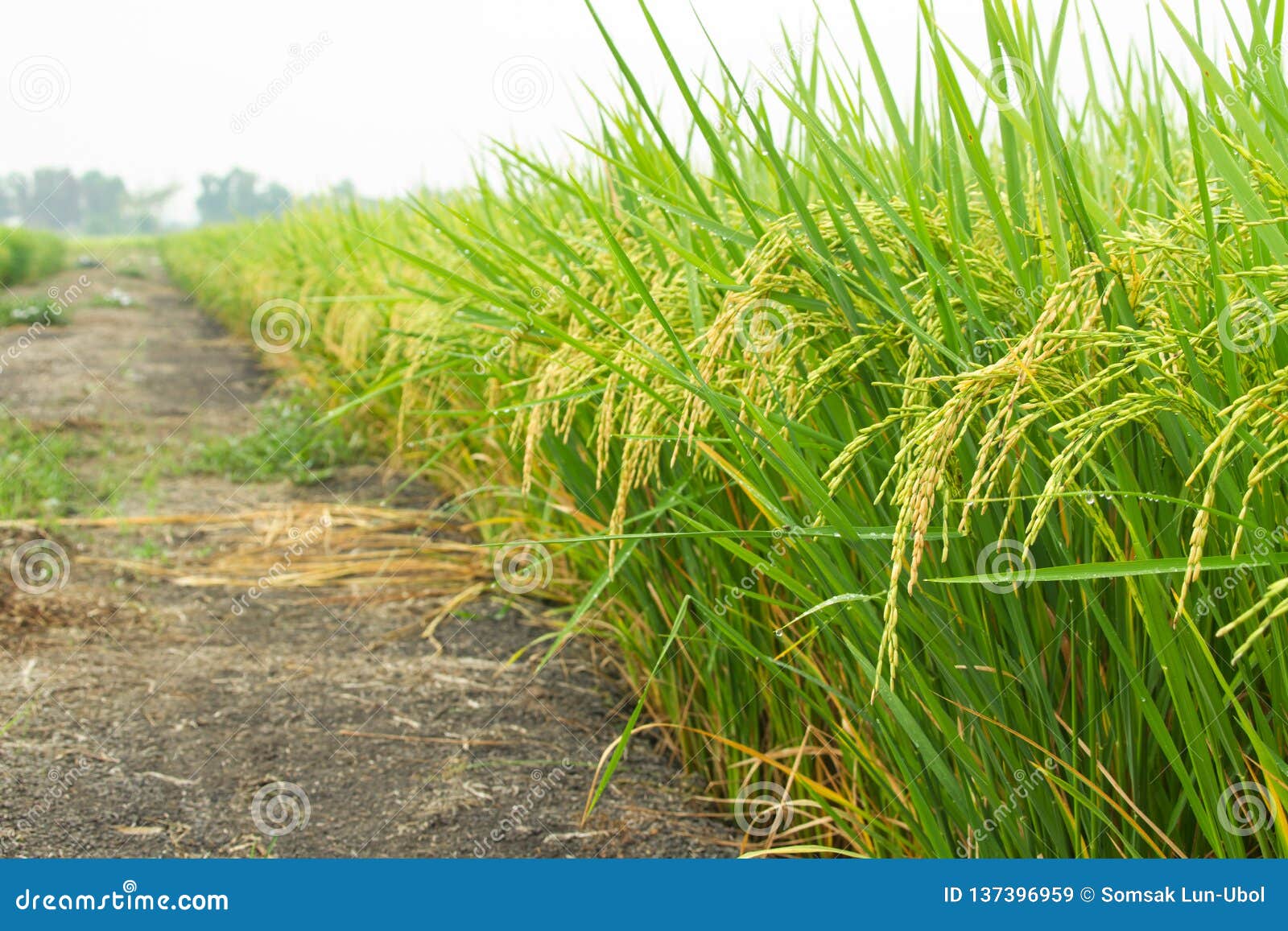 Rice field rice paddy stock image. Image of white, plant - 137396959