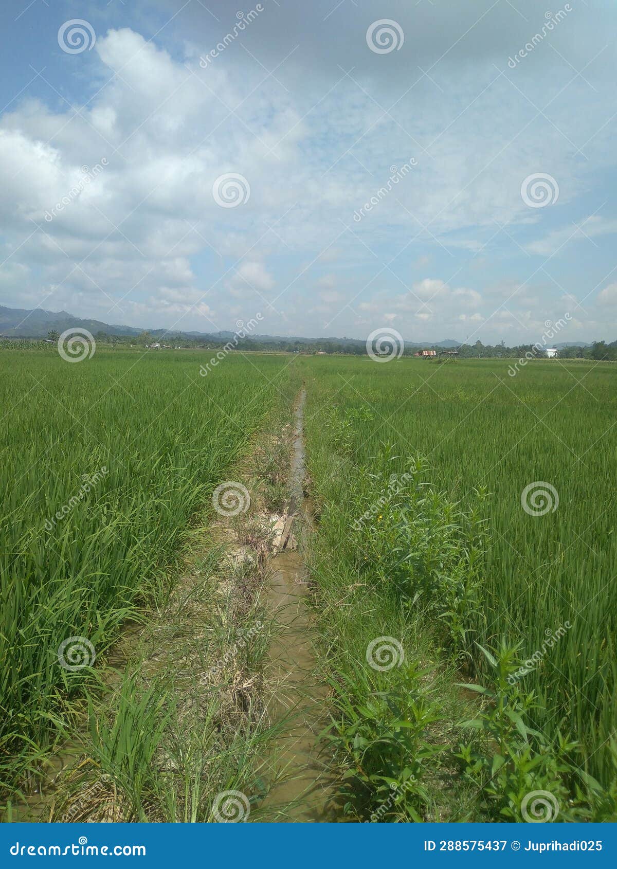 Irrigation Of Rice Fields Using Pump Wells With The Technique Of ...