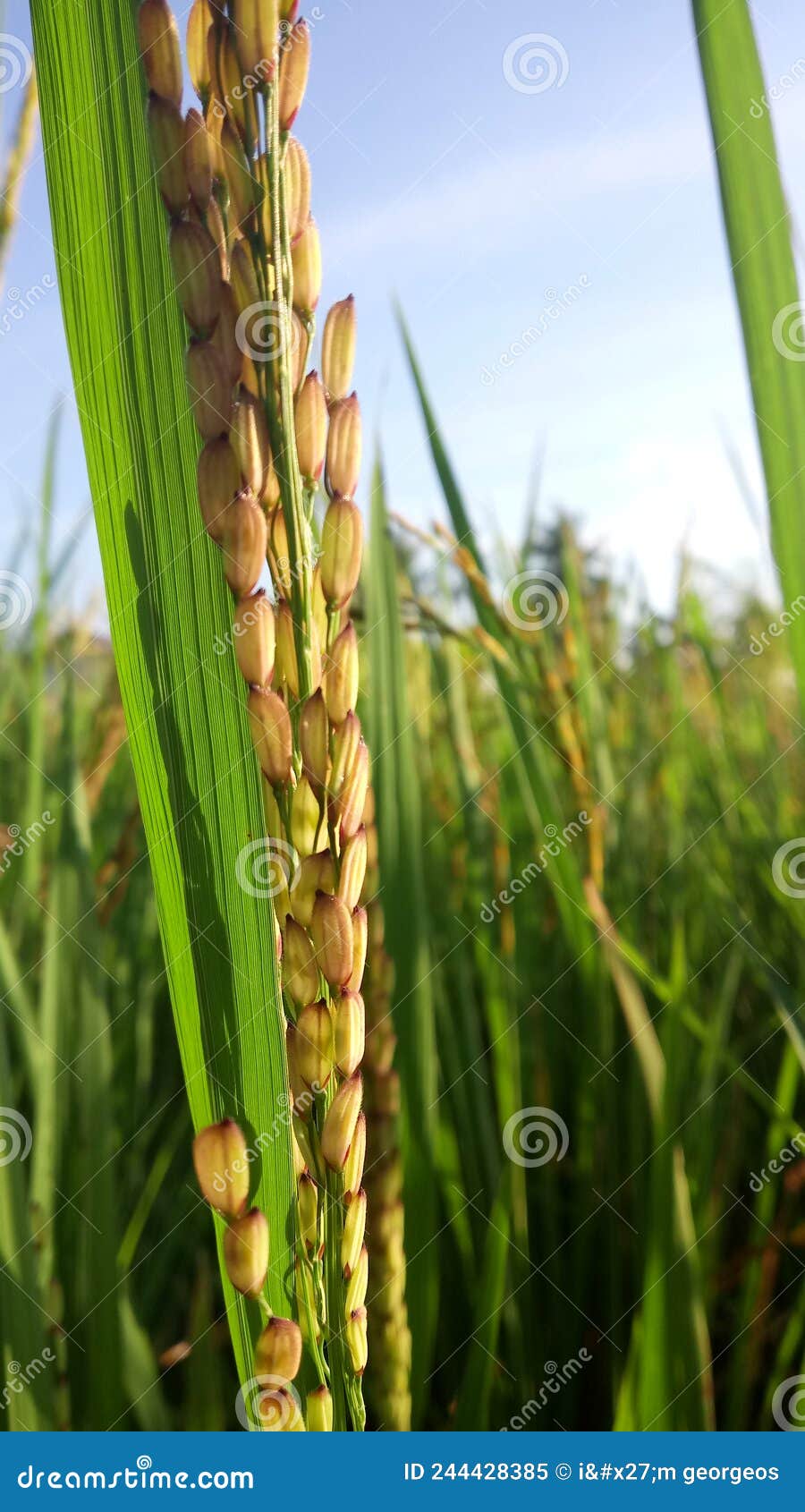 Rice field , Paddy field stock image. Image of lawn - 244428385
