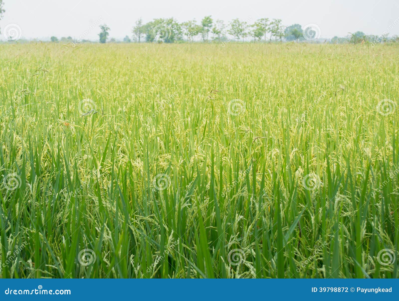 Rice field stock photo. Image of field, thailand, green - 39798872