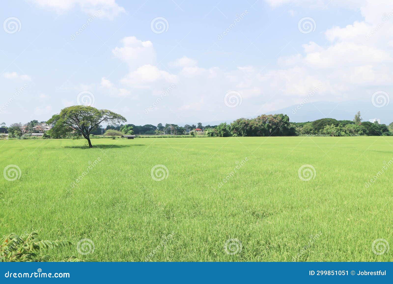 Rice Field , Paddy Field or Rice Plant and Sky Stock Image - Image of ...