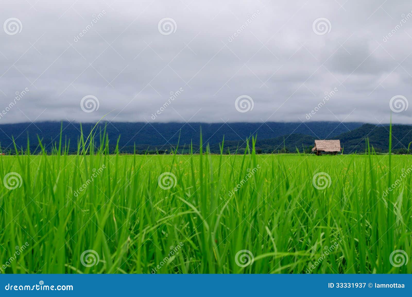 Rice Field stock image. Image of plant, grain, background - 33331937