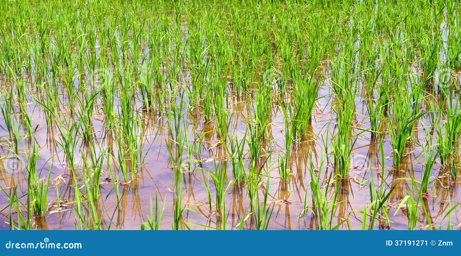 Rice field stock image. Image of asian, meadow, cultivate - 37191271