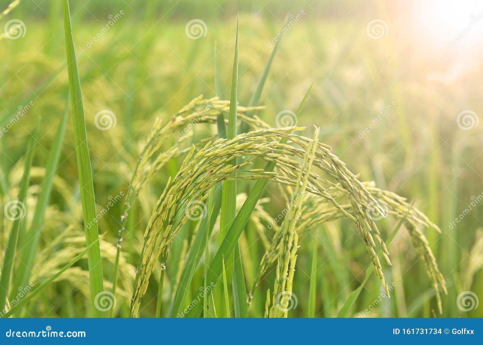 Rice Field or Paddy Field in Thailand Stock Photo - Image of autumn ...