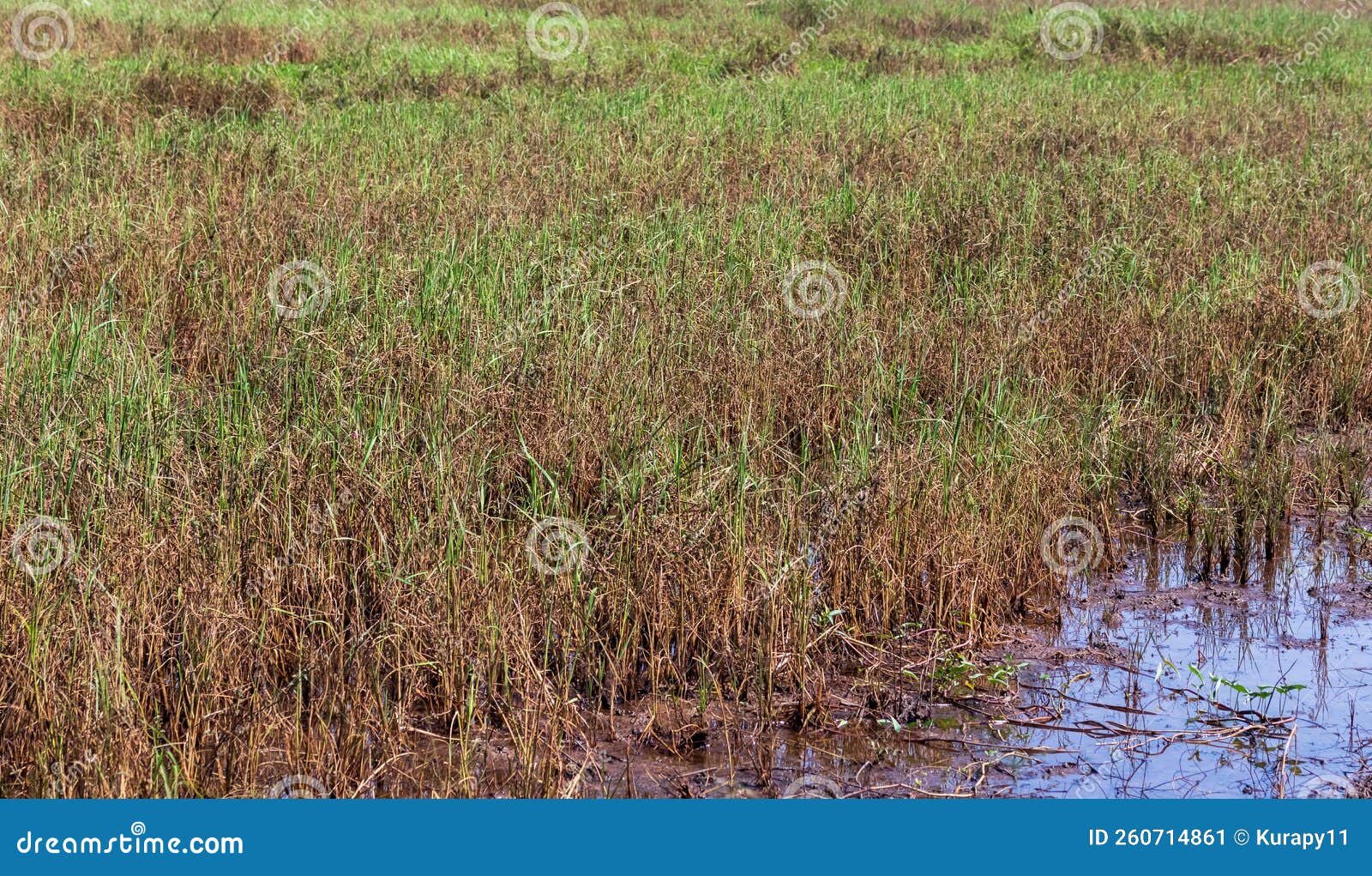 Rice Field Paddy Water Flooded Stock Image - Image of asia, paddy ...