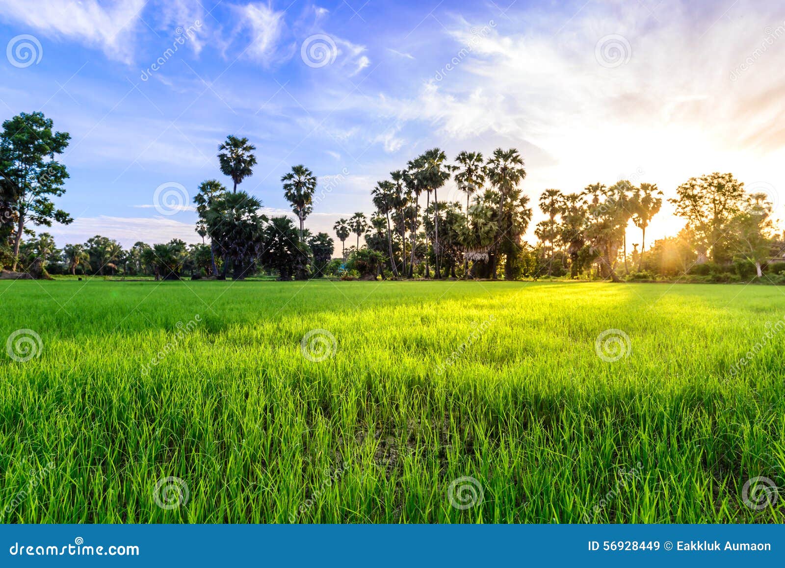 Rice Field with Palm Tree Backgrond in Morning, Phetchaburi Thailand ...