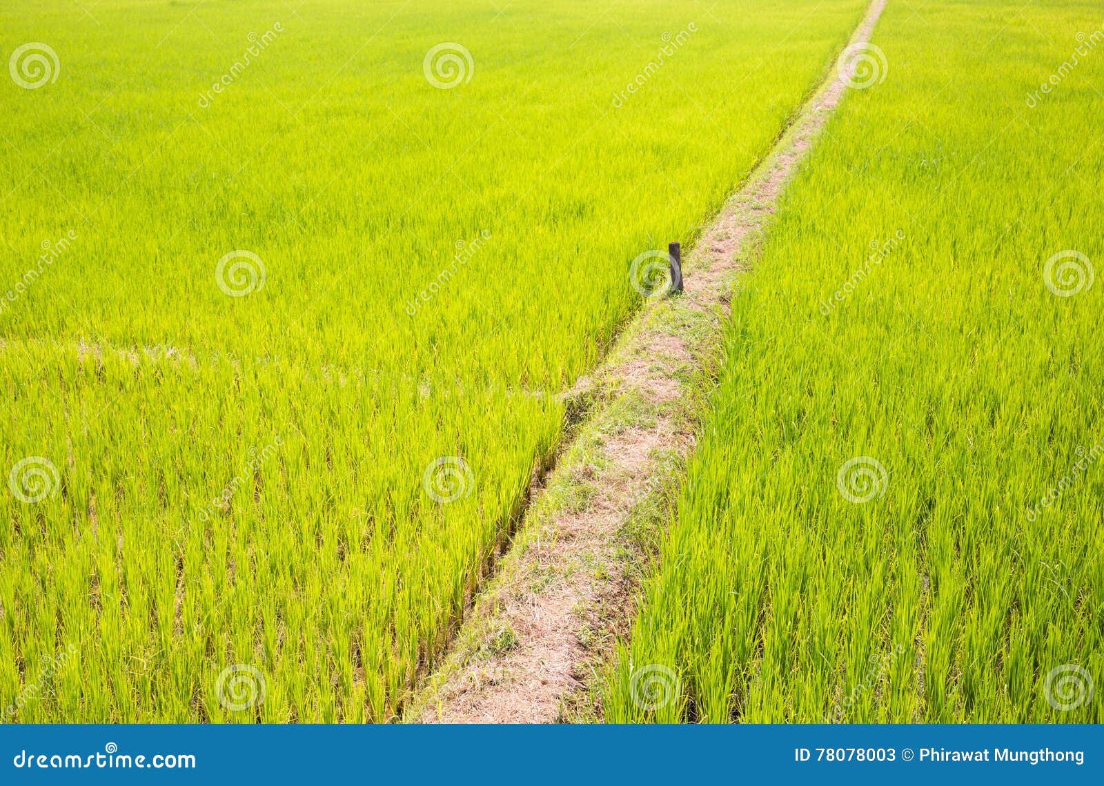 Rice field with pathway stock image. Image of countryside - 78078003
