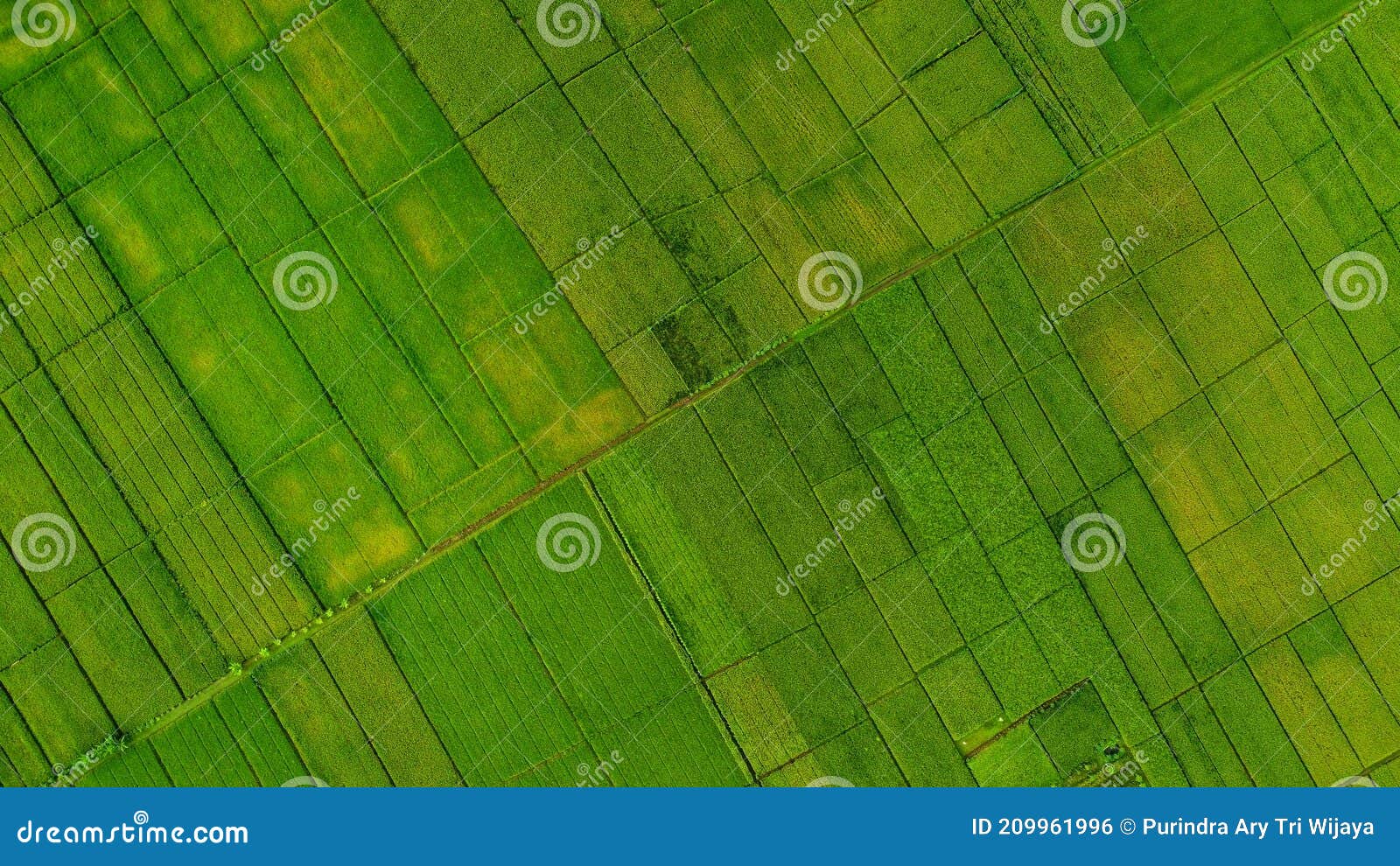 Rice Field Pattern 2 stock photo. Image of crop, rice - 209961996