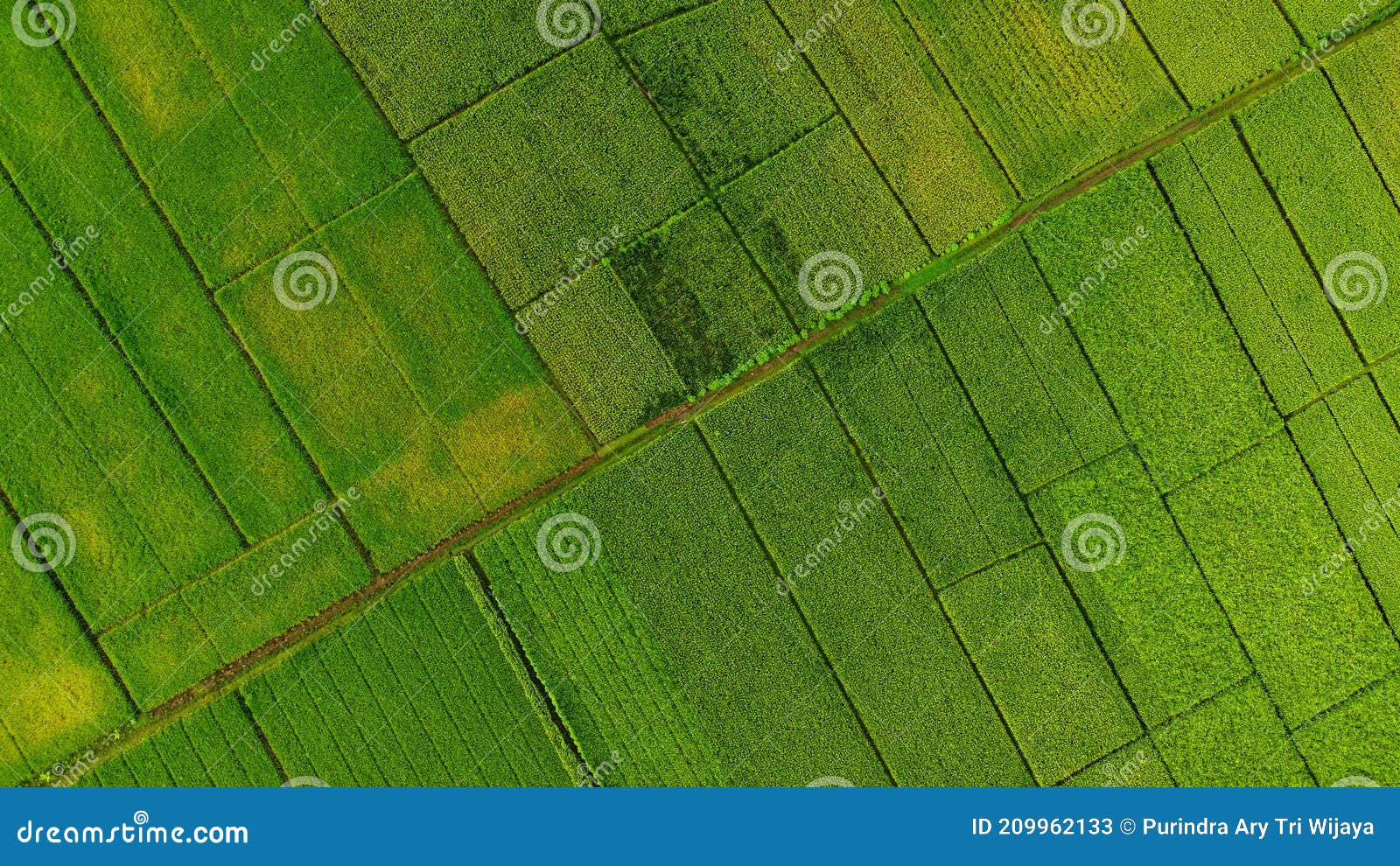 Rice Field Pattern 1 stock image. Image of agriculture - 209962133