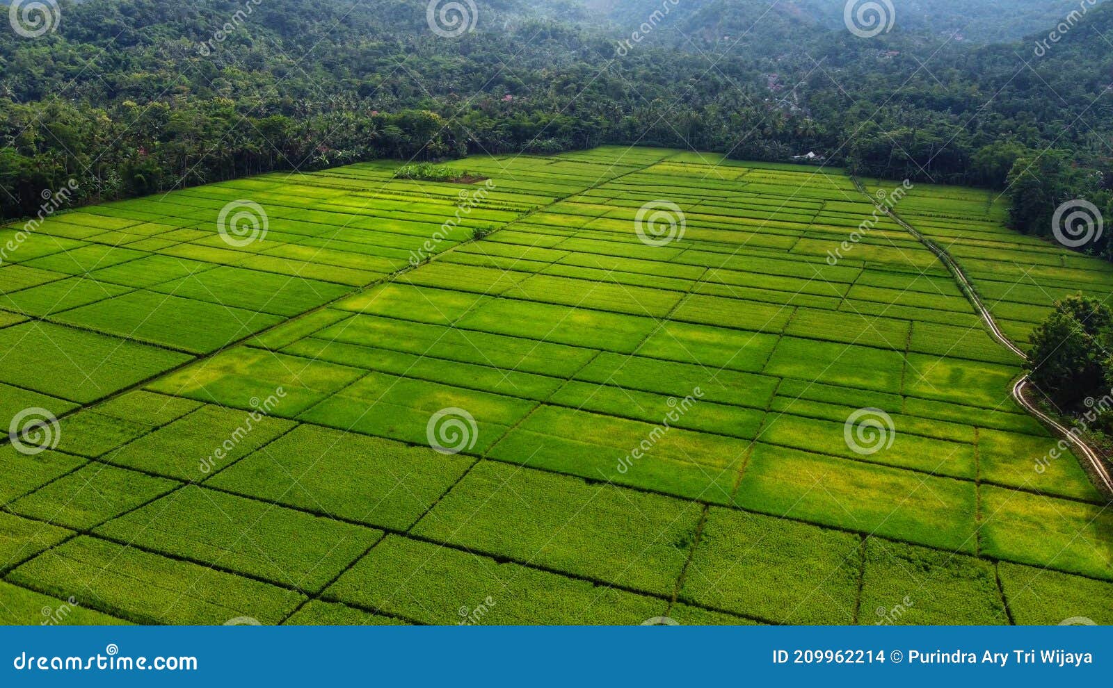 Rice Field Pattern 5 stock photo. Image of green, soil - 209962214