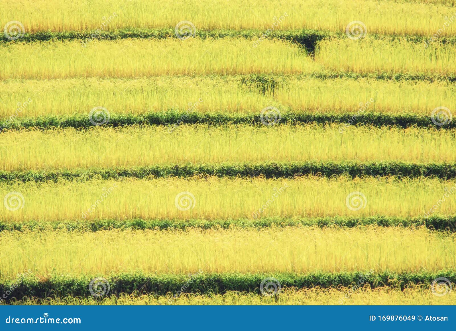 Rice field pattern stock image. Image of grass, harvesting - 169876049