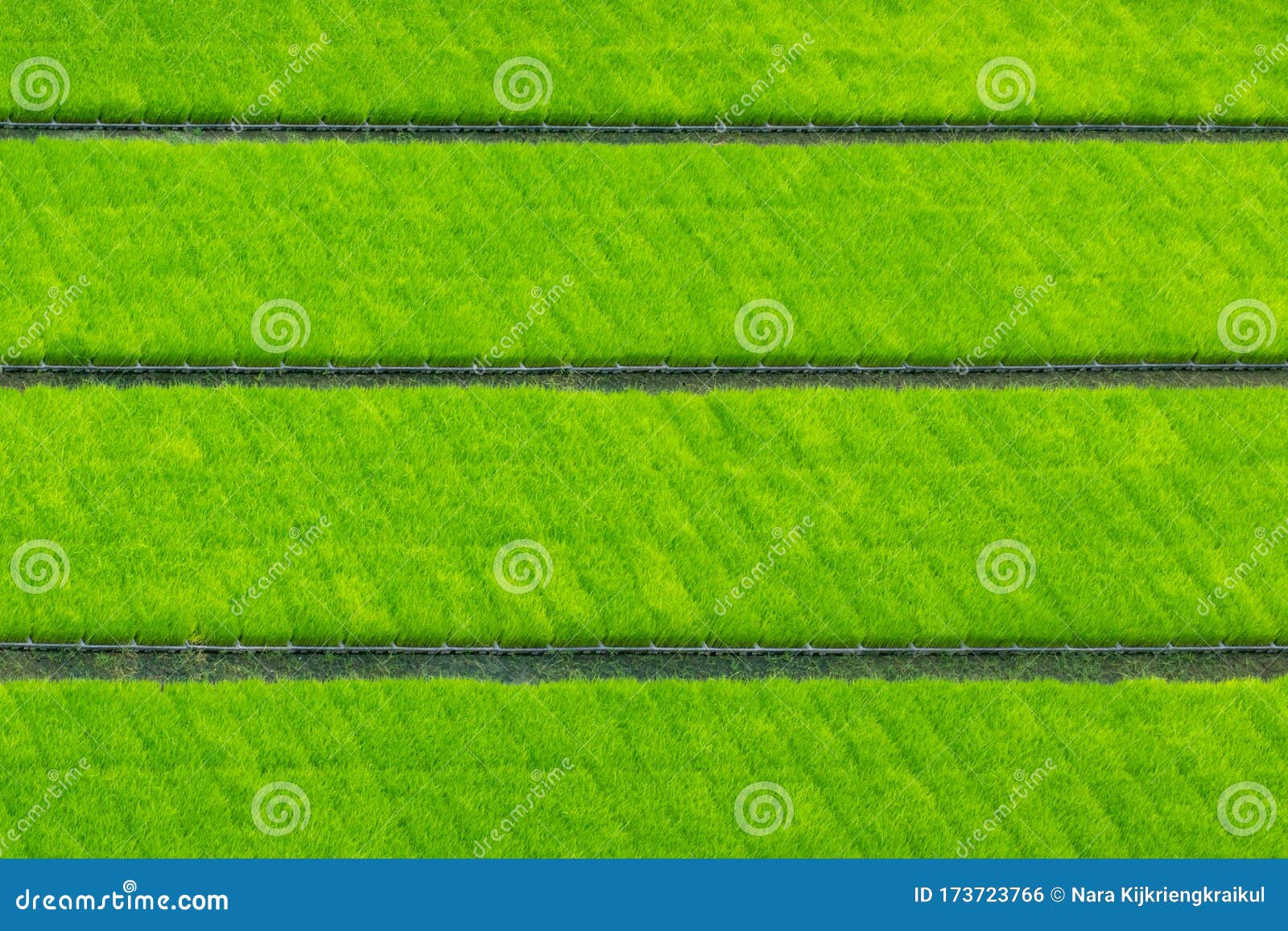 Rice Field Pattern, Green Background Wallpaper Stock Photo - Image of ...