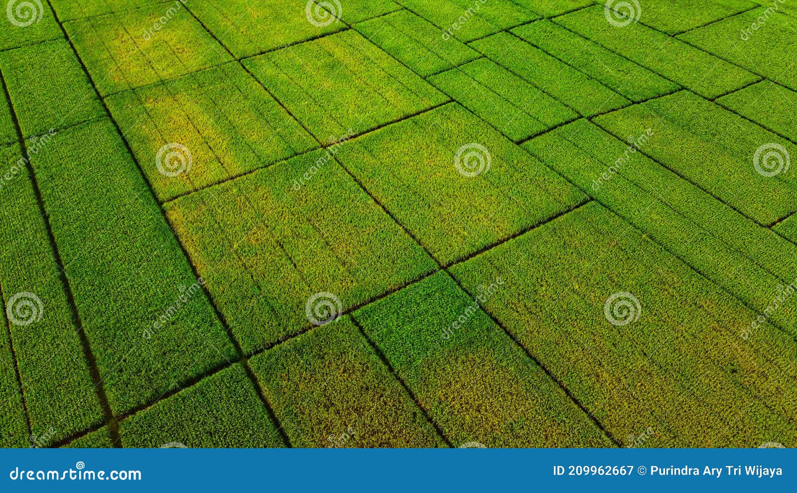 Rice Field Pattern 4 stock image. Image of asphalt, tree - 209962667