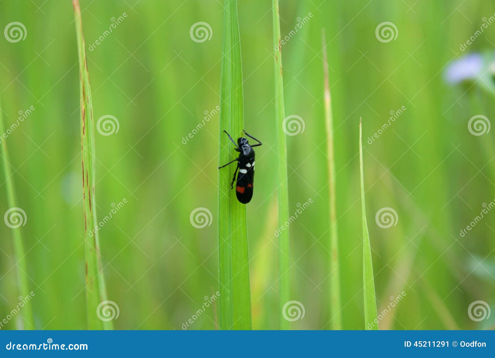 Rice field and pest stock image. Image of summer, agriculture - 45211291