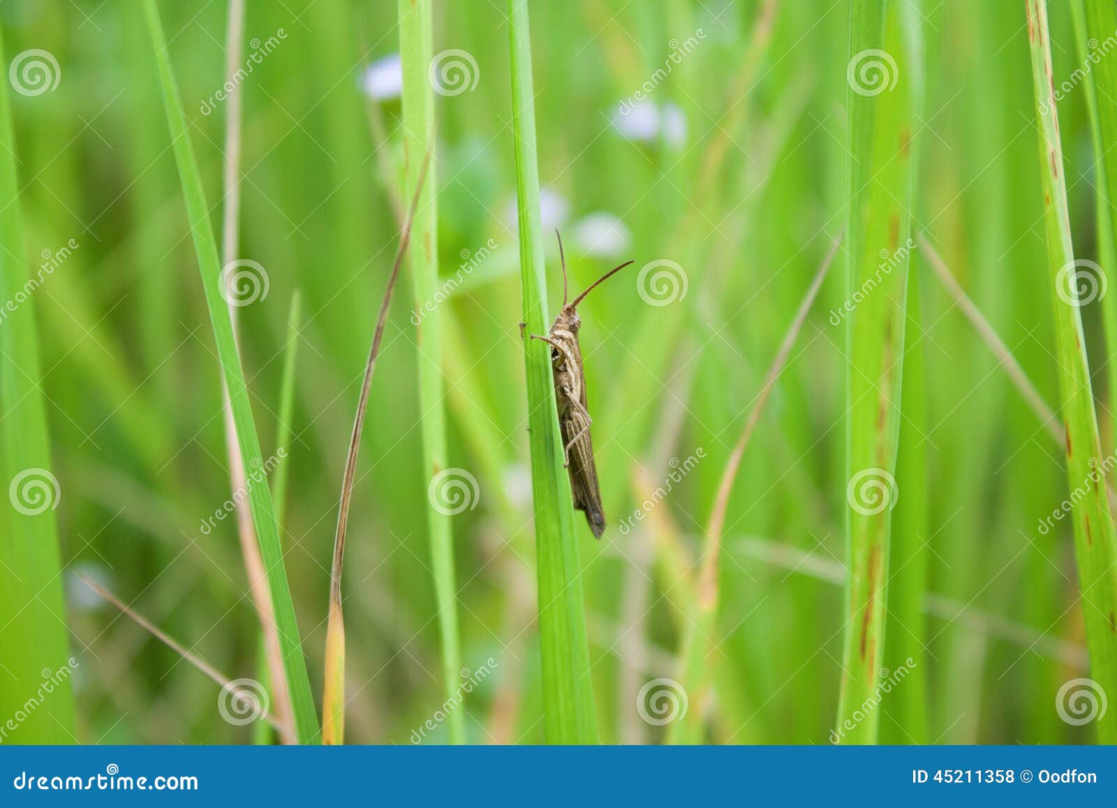 Rice Field and Pest (Grasshopper) Stock Photo - Image of rural, meadow ...
