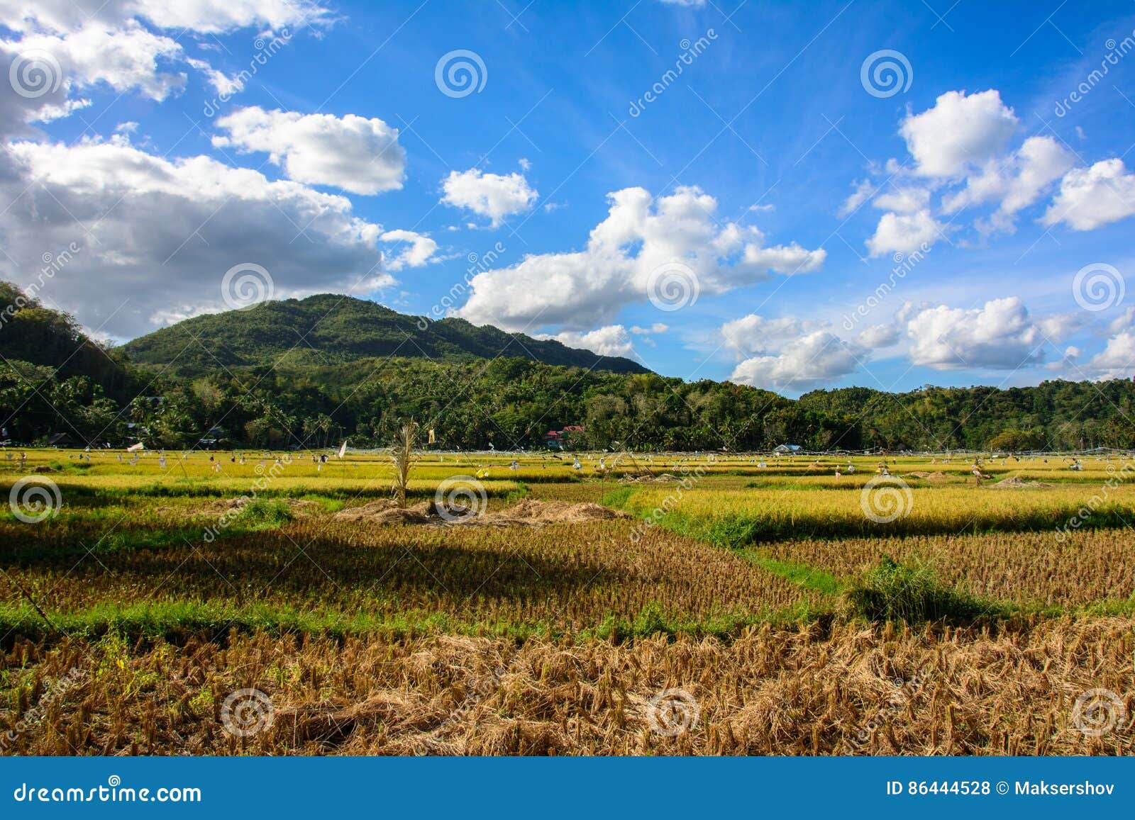 Rice Field in the Philippines, Bohol Island Stock Photo - Image of ...