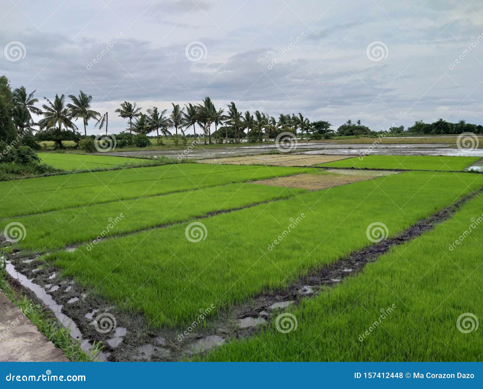 Rice Field in Philippines stock photo. Image of scenery - 157412448
