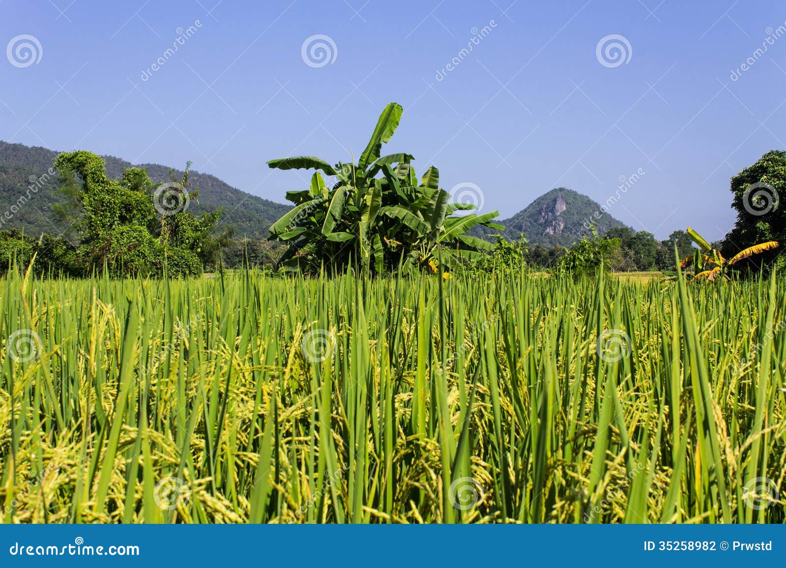 Rice field stock photo. Image of cottage, agriculture - 35258982