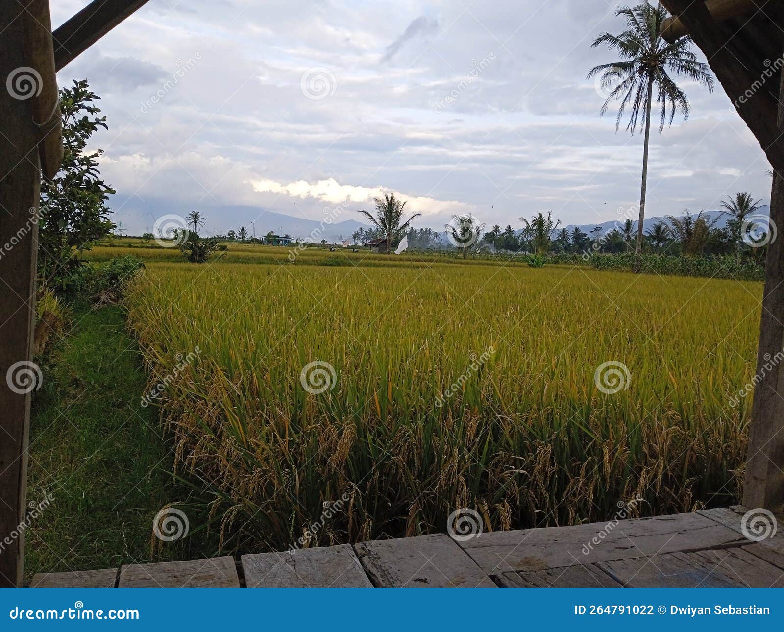 Rice Field Photo. Indonesia, 2022 Stock Photo - Image of field, rice ...
