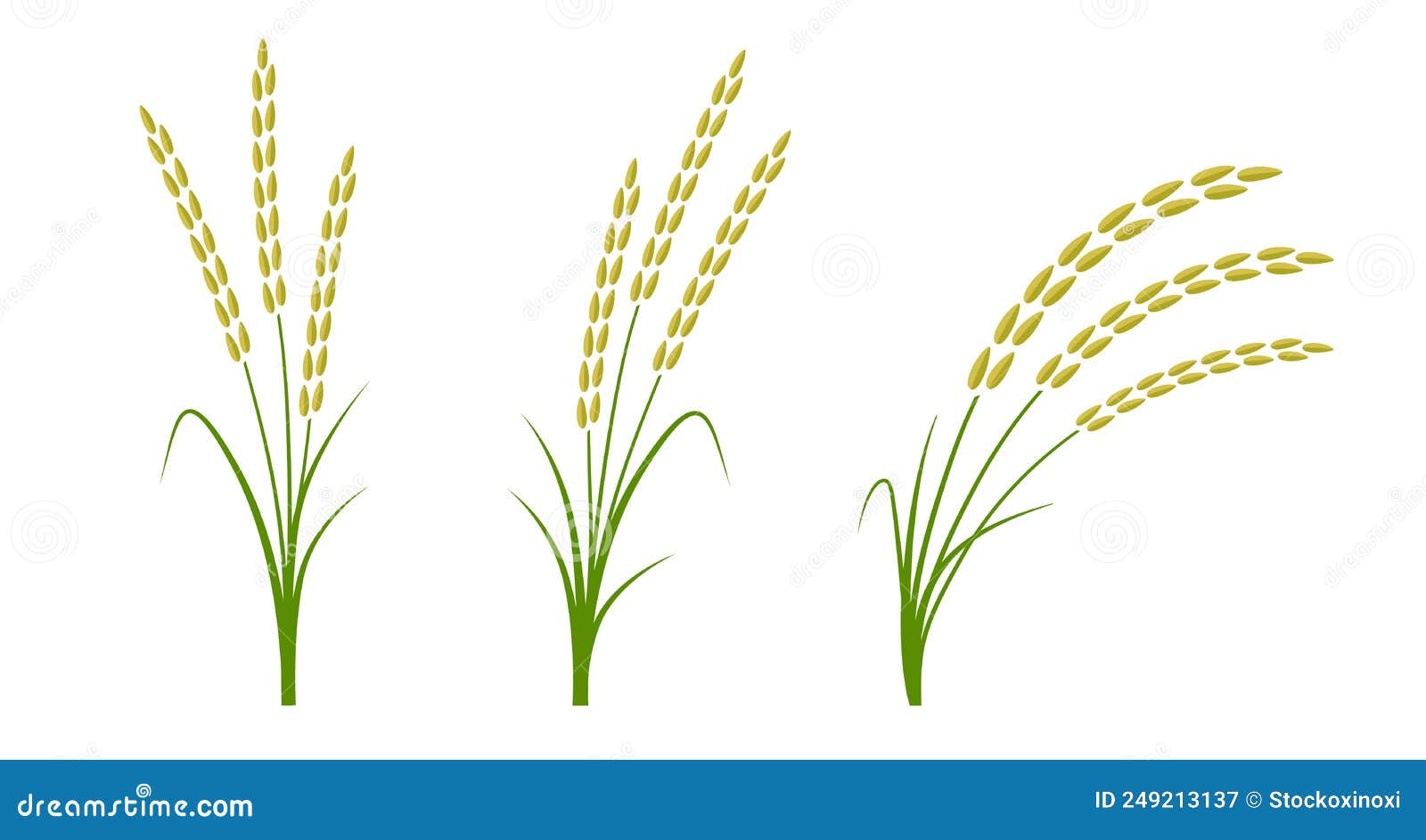 Rice Field Plant Vector Illustration Stock Vector - Illustration of ...