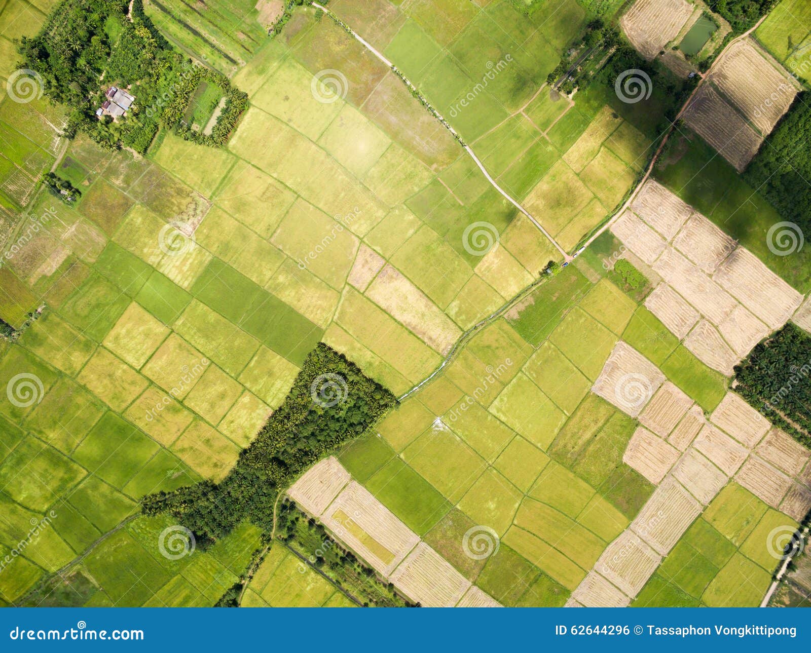 Rice Field Plantation Pattern Stock Photo - Image of paddy, natural ...