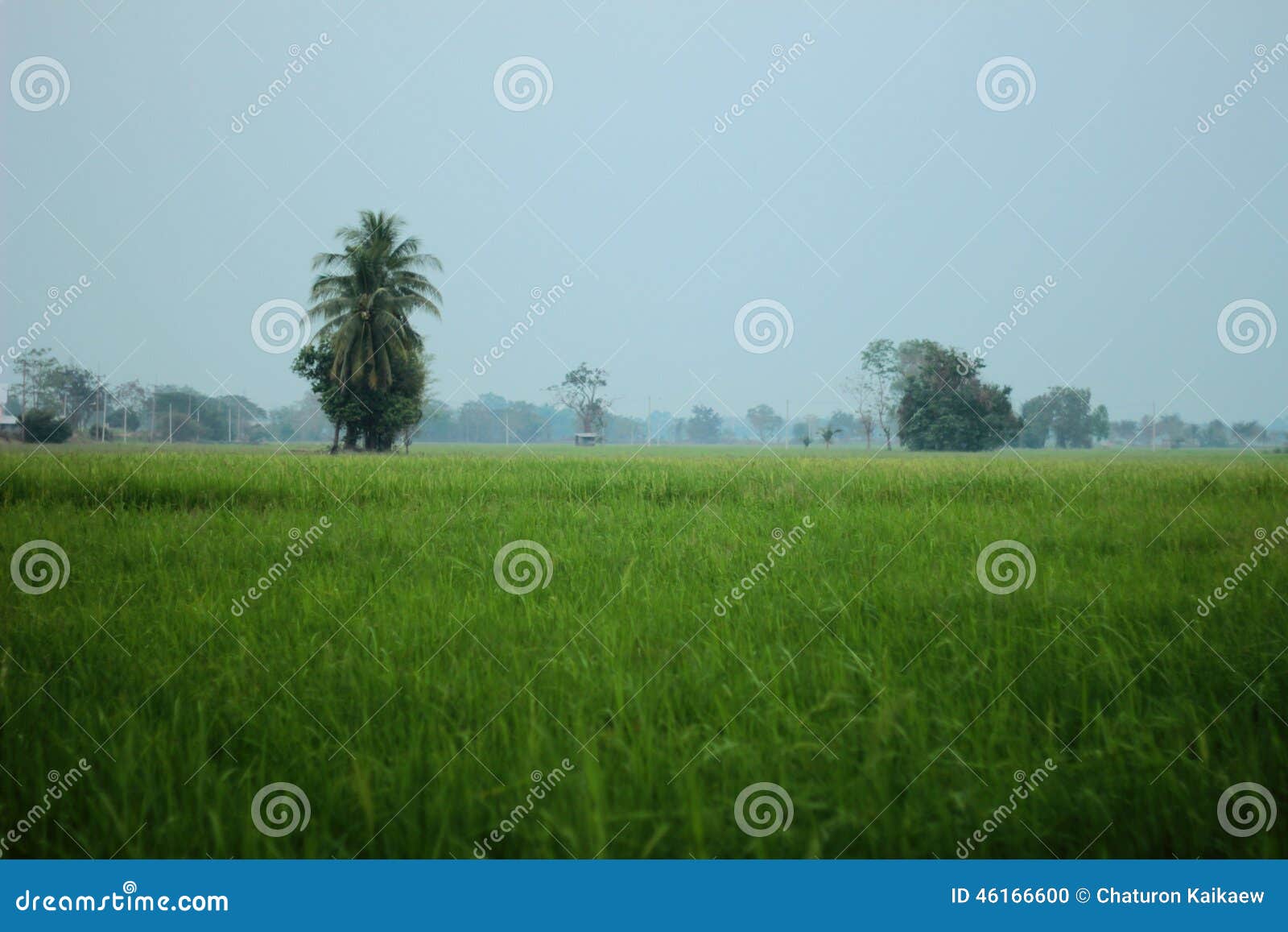 Rice field plantation stock photo. Image of harvesting - 46166600