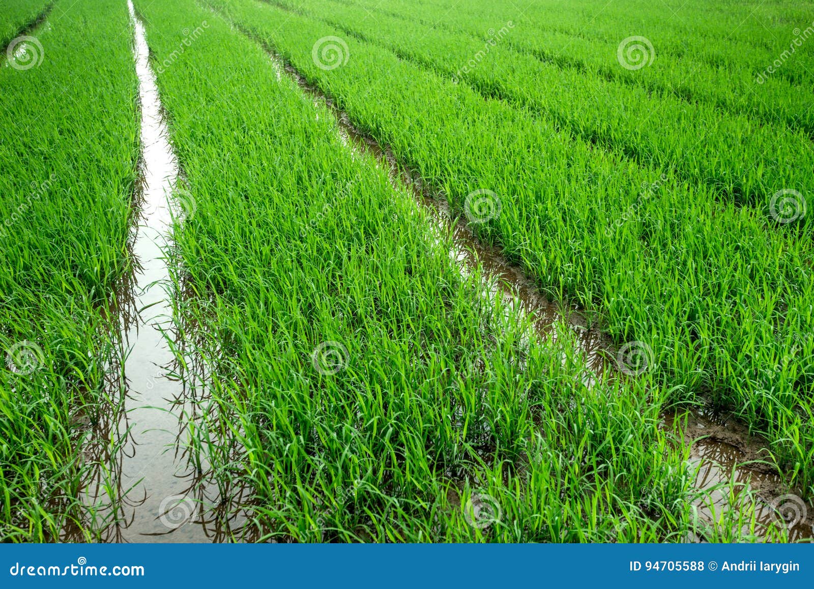 Rice Field and Planted Rice in Water Stock Photo - Image of asia ...