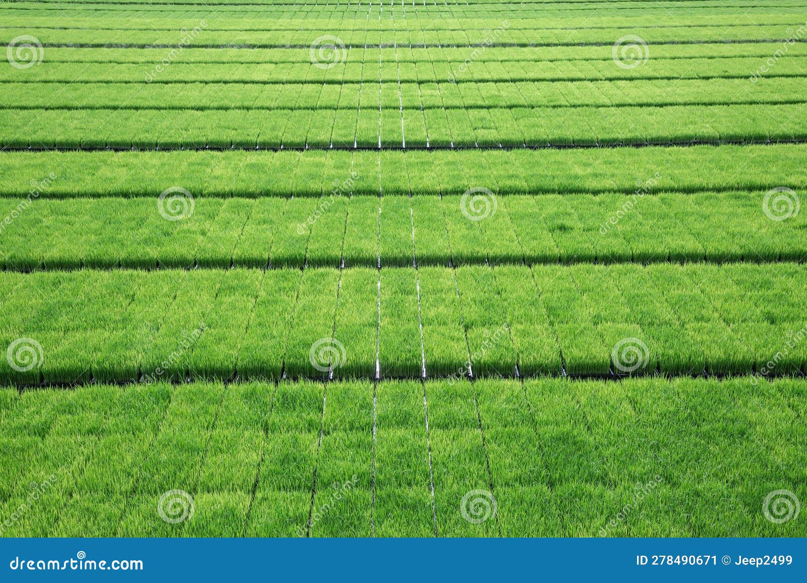 Rice field planting plot stock image. Image of garden - 278490671