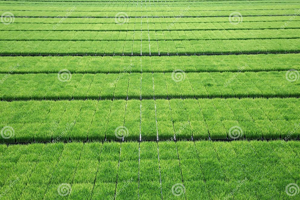 Rice field planting plot stock image. Image of garden - 278490671
