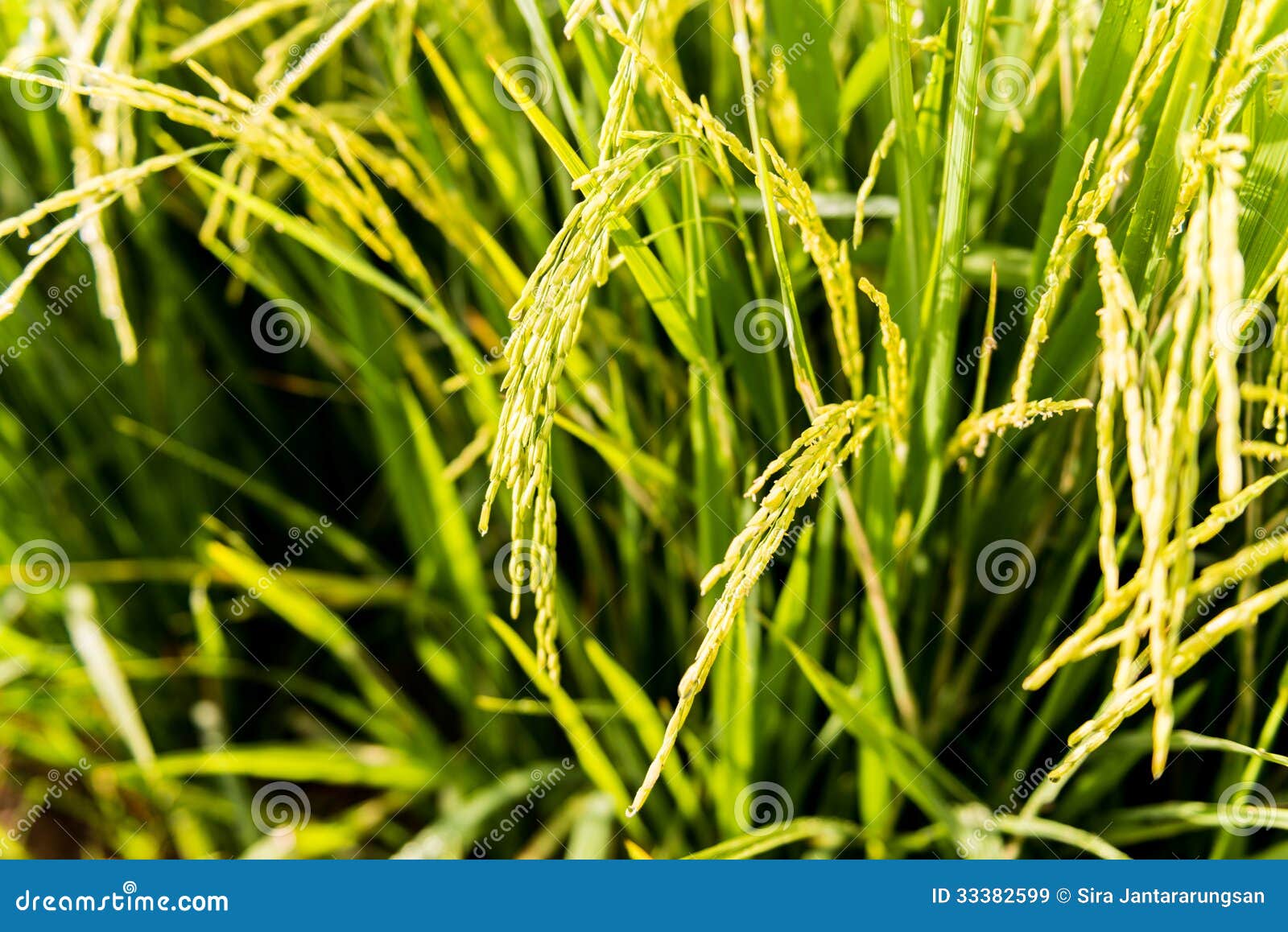 Rice field stock image. Image of japanese, outside, branch - 33382599