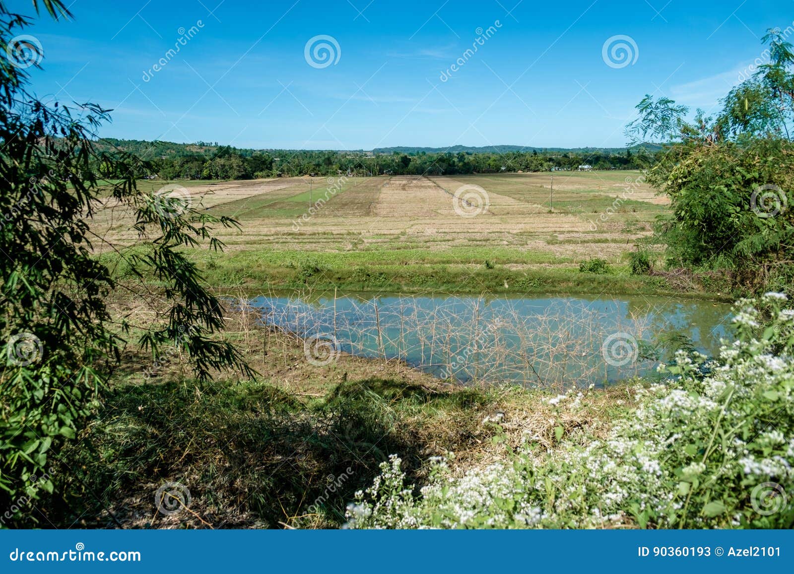 Rice Field and a pond stock image. Image of park, tree - 90360193