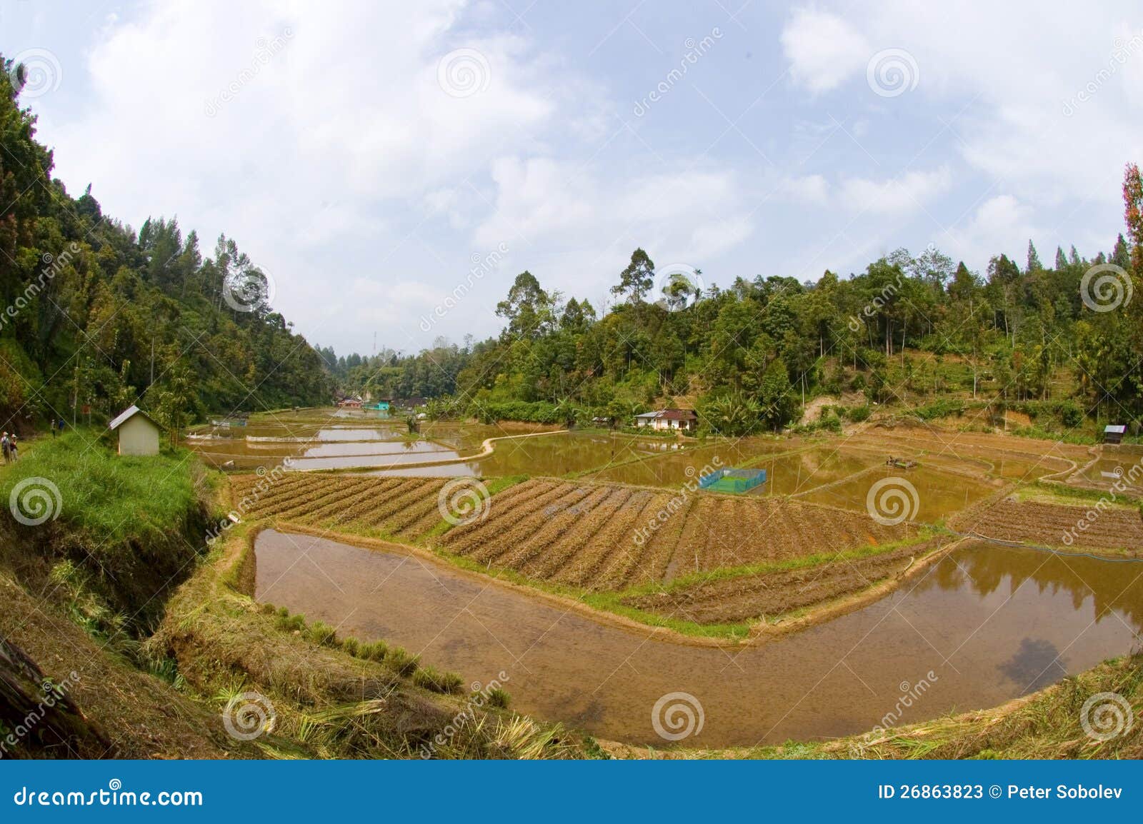 Rice field preparation stock image. Image of scenic, field - 26863823