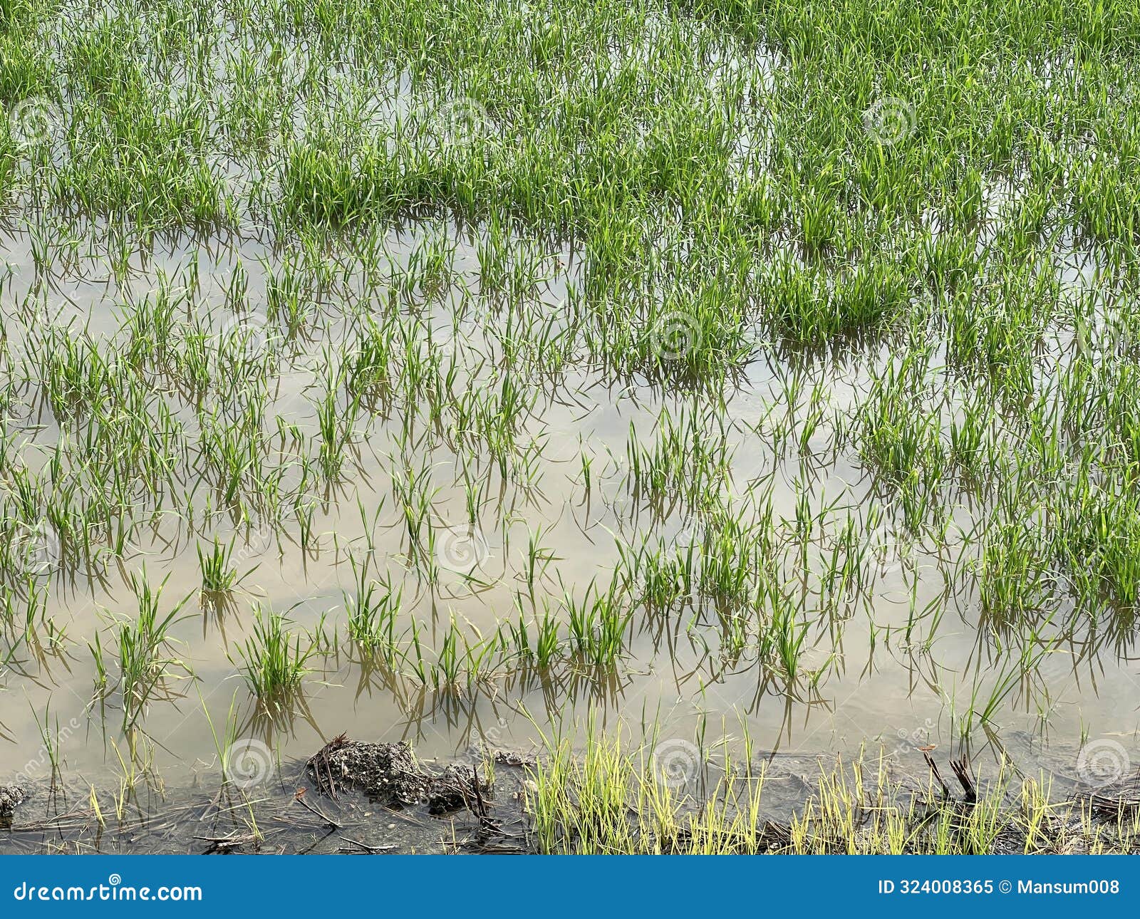 Rice field after rain stock image. Image of nature, farming - 324008365