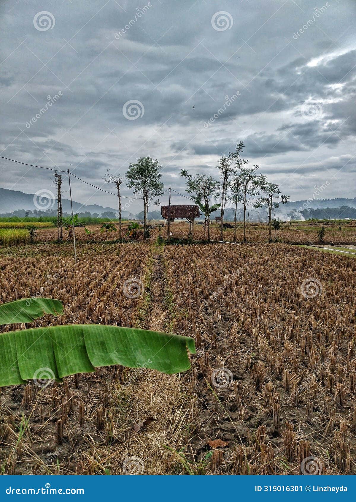 Rice field before raining stock image. Image of harvest - 315016301