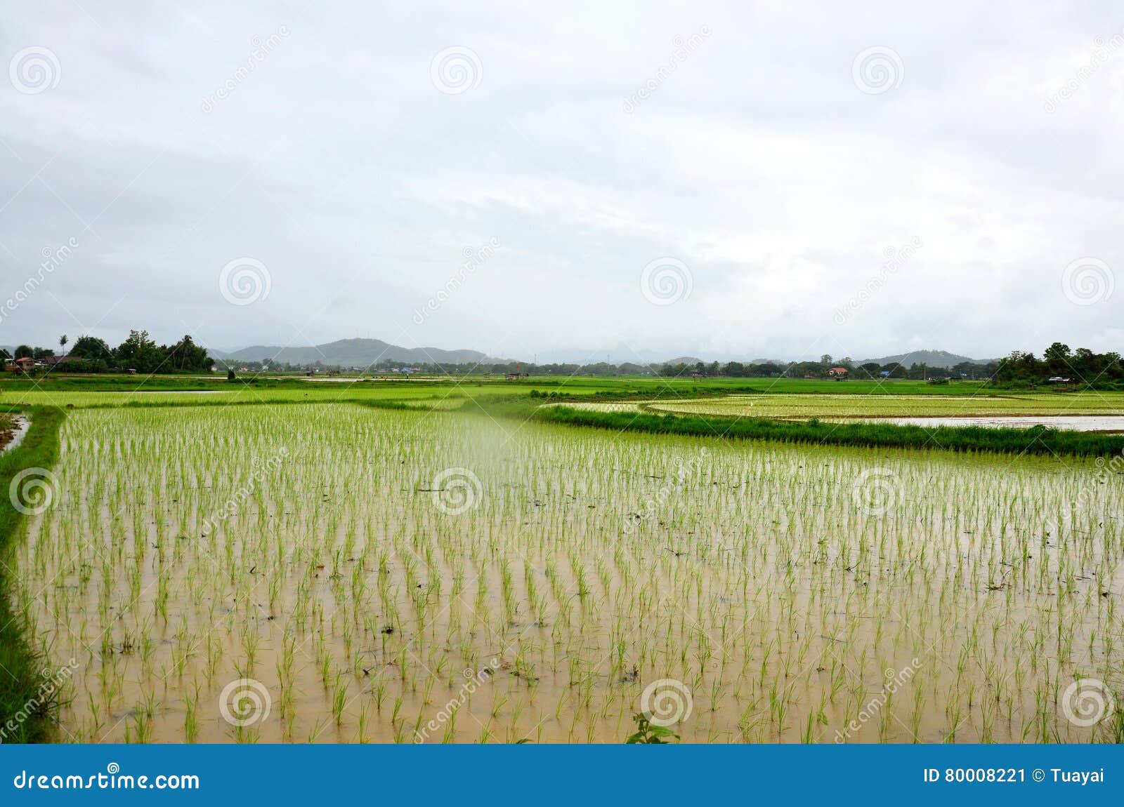 Rice Field while Raining at Nan, Thailand Stock Image - Image of ...