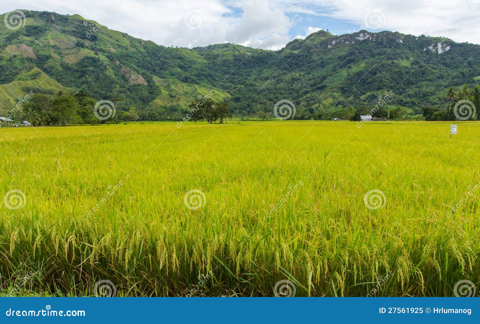 Rice Field Ready for Harvest Stock Image - Image of nature, tropical ...