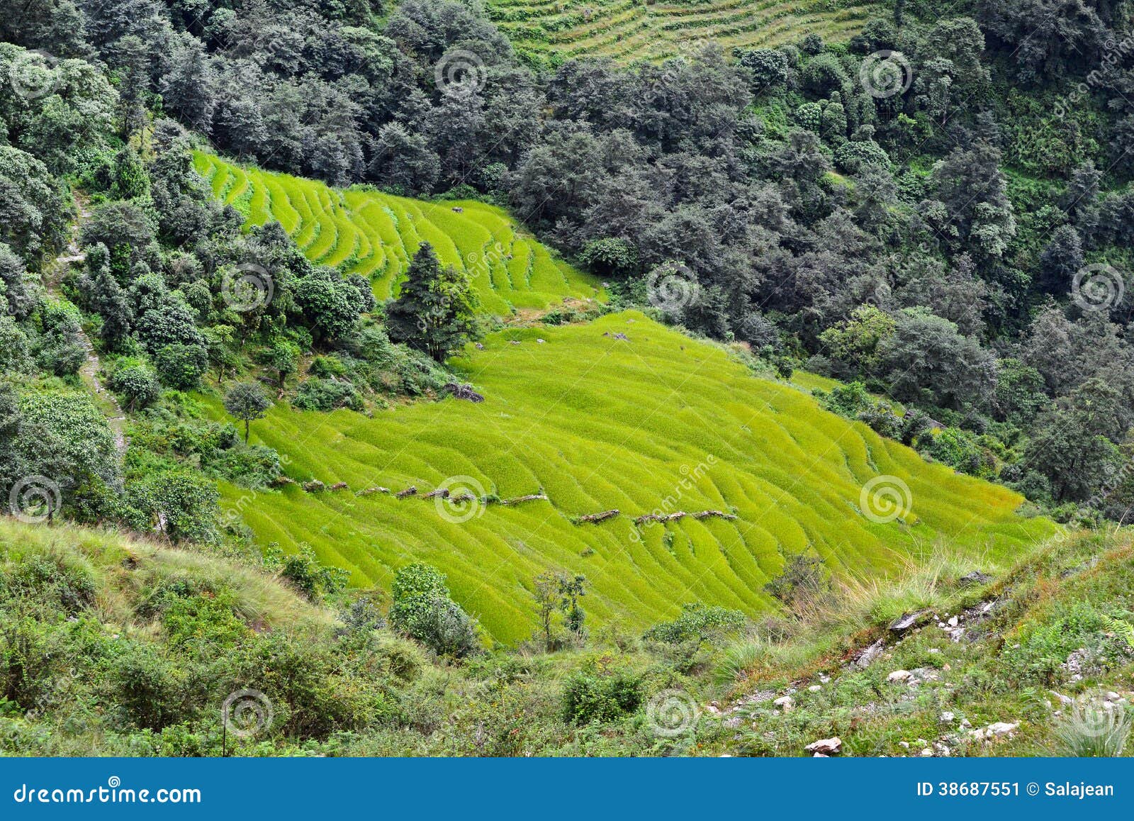 Rice Field Ready for Harvesting in Nepal Stock Image - Image of food ...