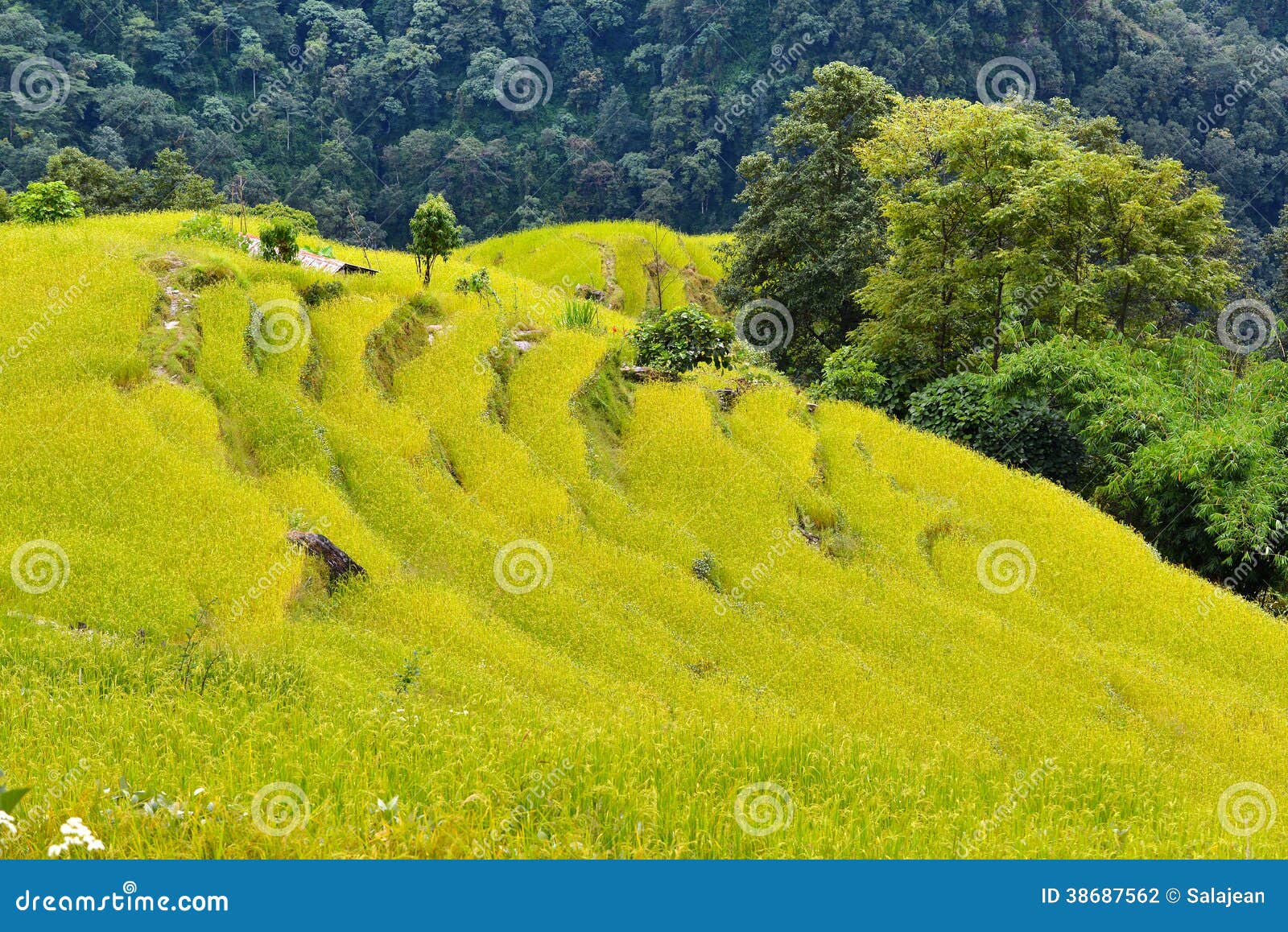 Rice Field Ready for Harvesting in Nepal Stock Photo - Image of green ...