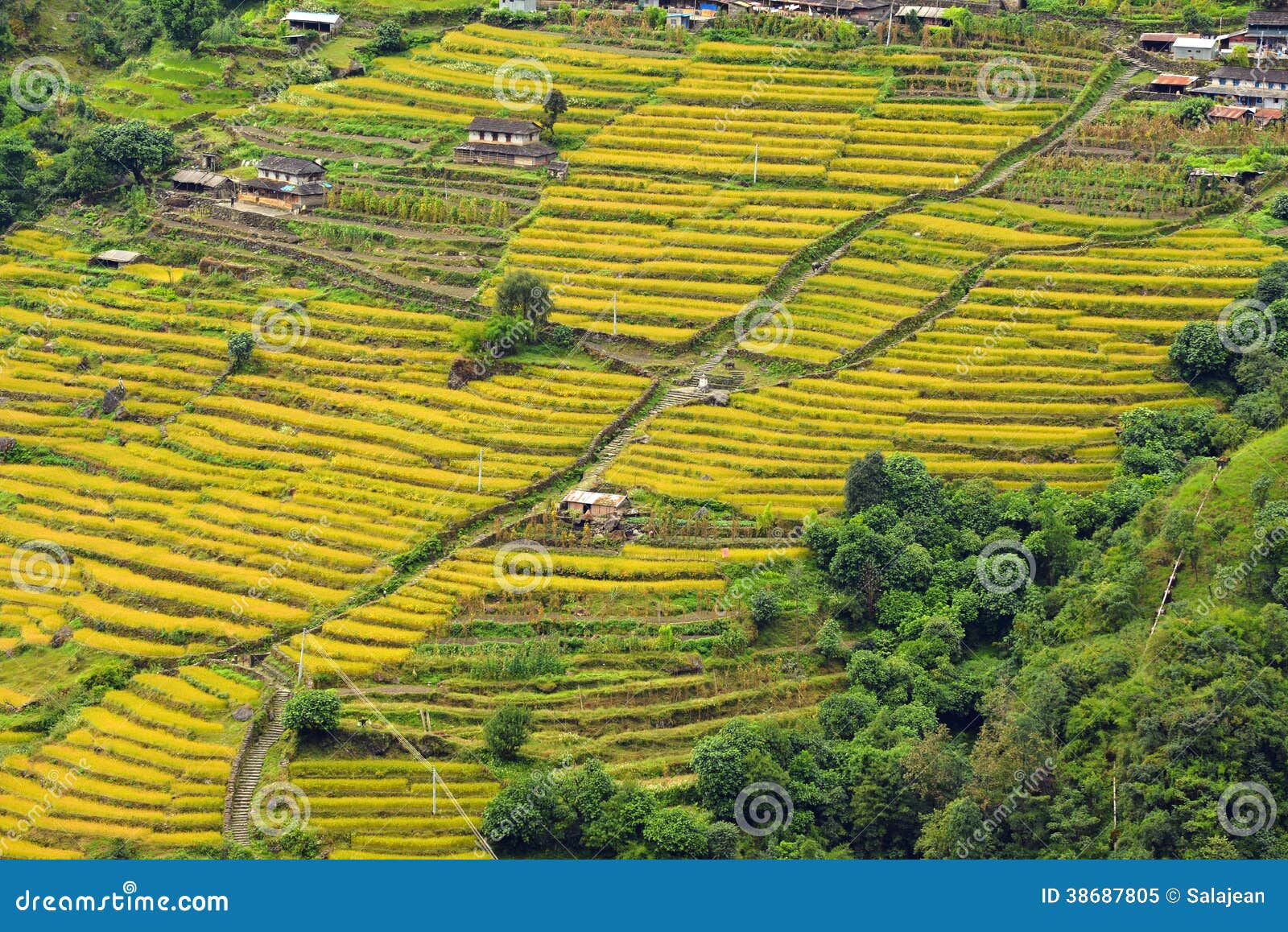 Rice Field Ready for Harvesting in Nepal Stock Image - Image of farm ...