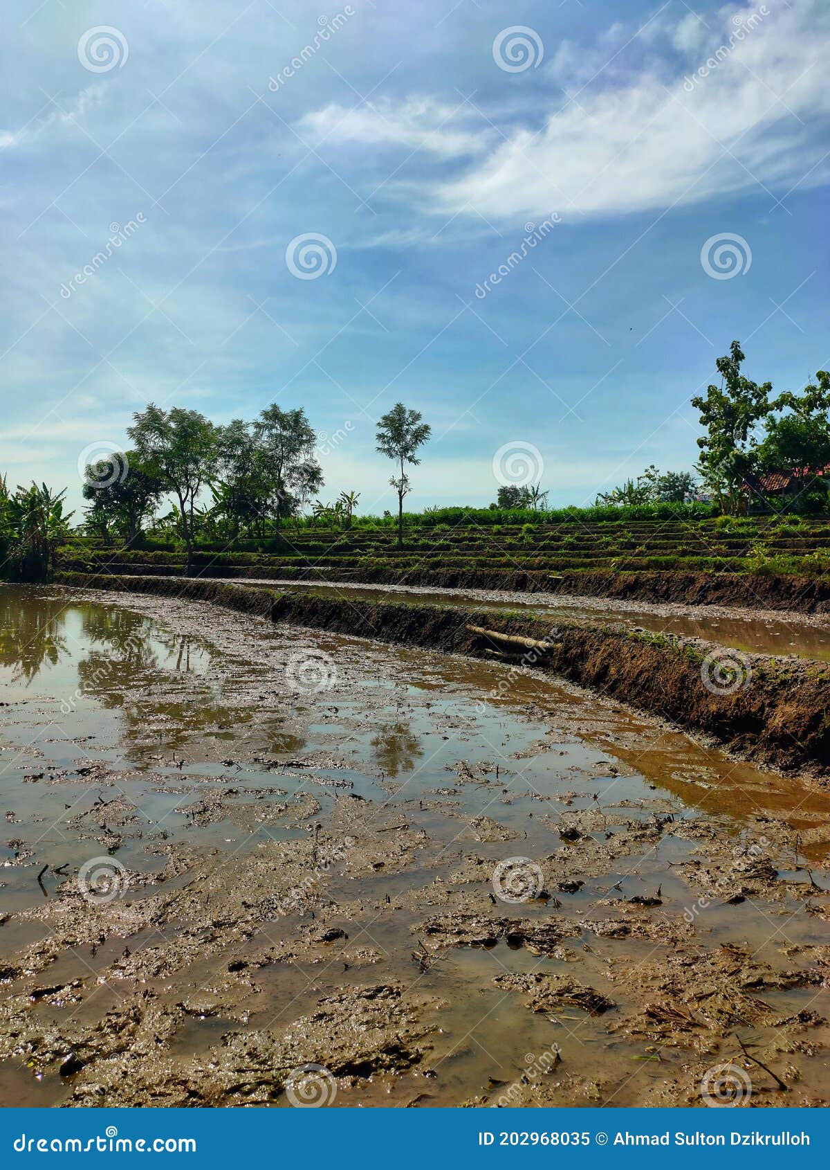 Rice Field Ready for Planting Crops Stock Image - Image of field ...
