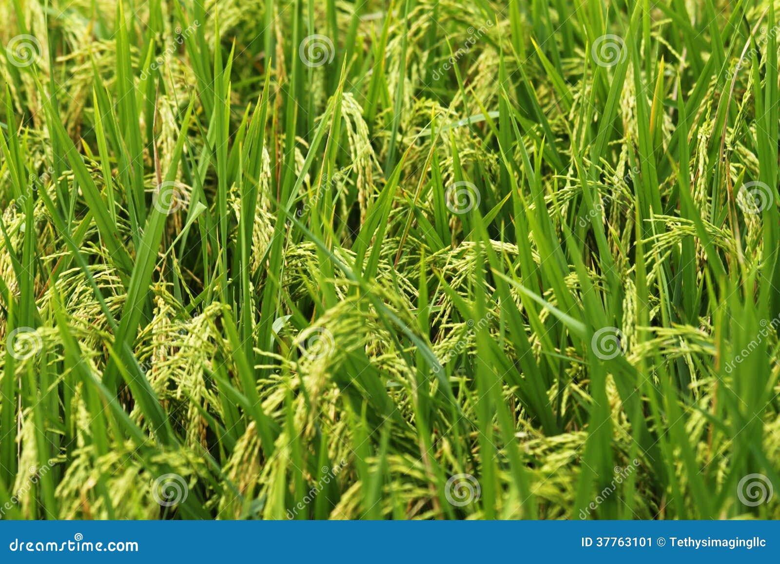 Rice in the Field stock image. Image of green, plants - 37763101