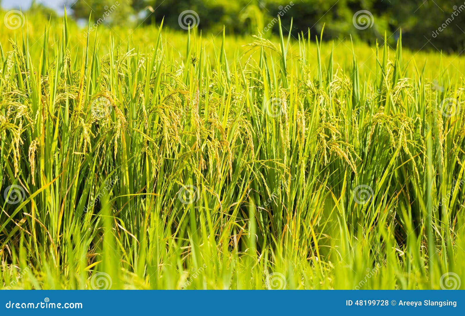 Rice in the field stock photo. Image of outside, paddy - 48199728