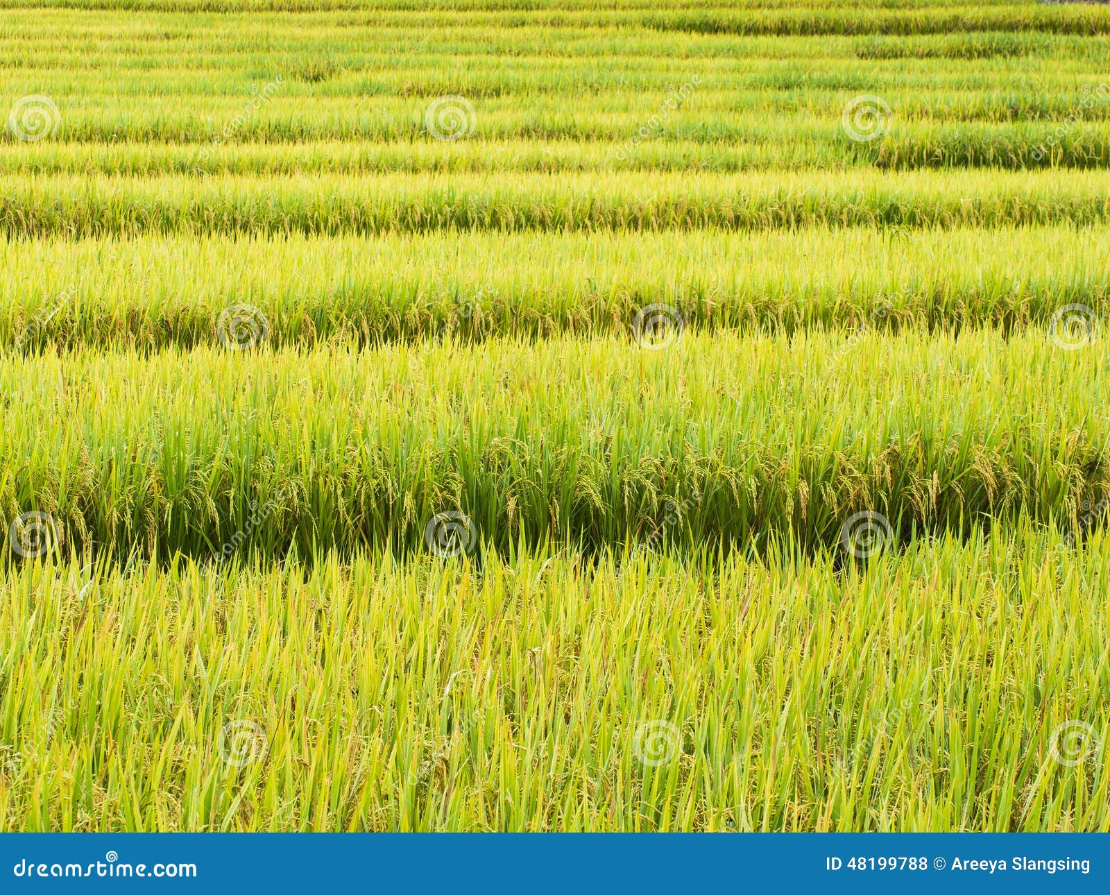 Rice in the field stock photo. Image of asia, terrace - 48199788