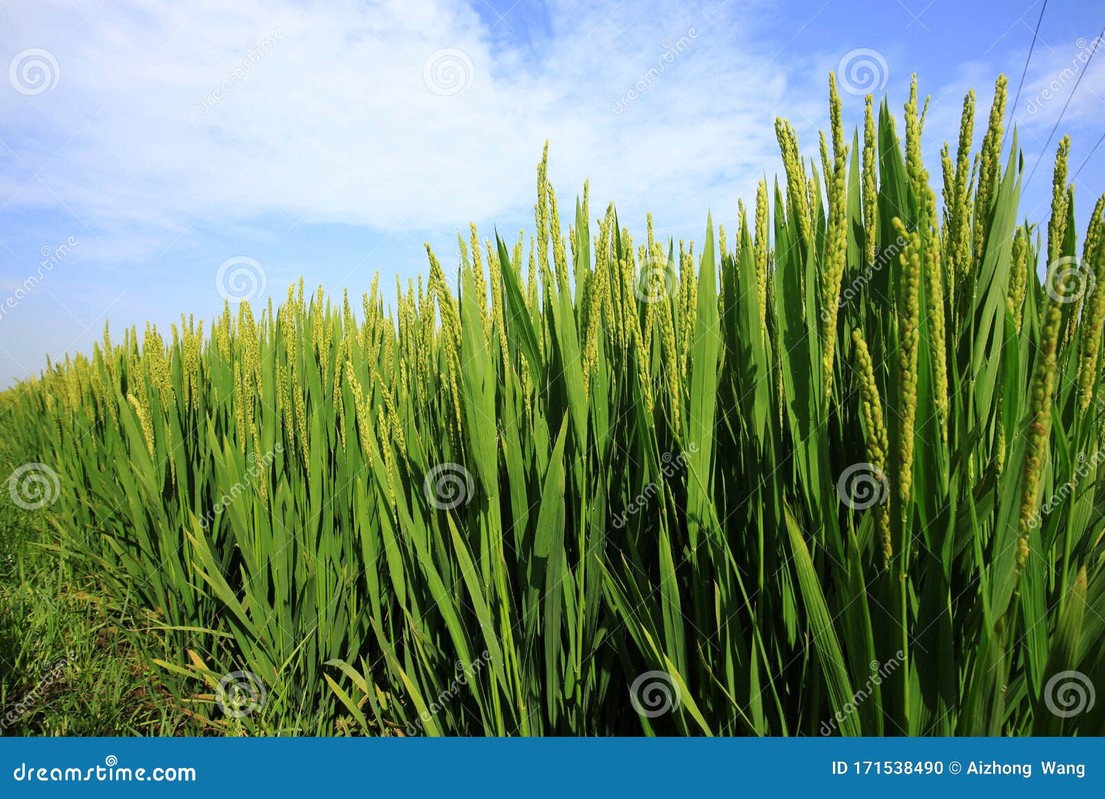 Rice in the field stock photo. Image of farm, cereal - 171538490